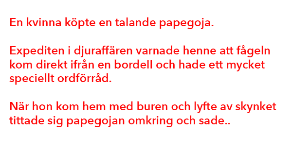 En kvinna köpte en talande papegoja. Expediten i djuraffären varnade ...