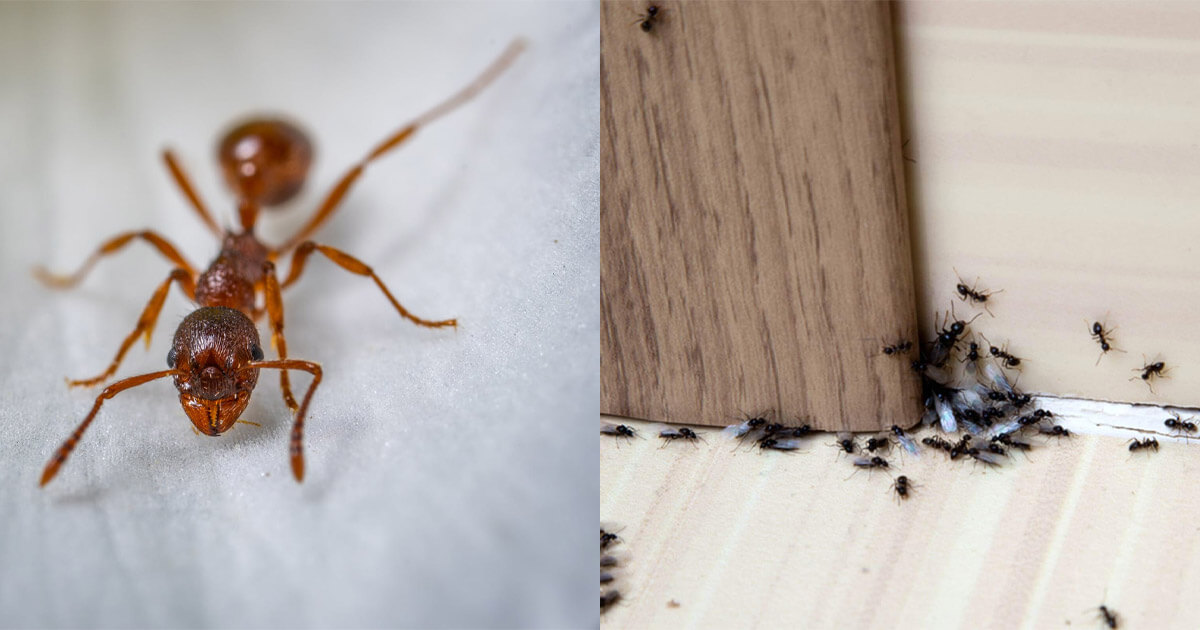 6 tips för att bli av med myror i köket - helt utan kemikalier - Nuntium.se